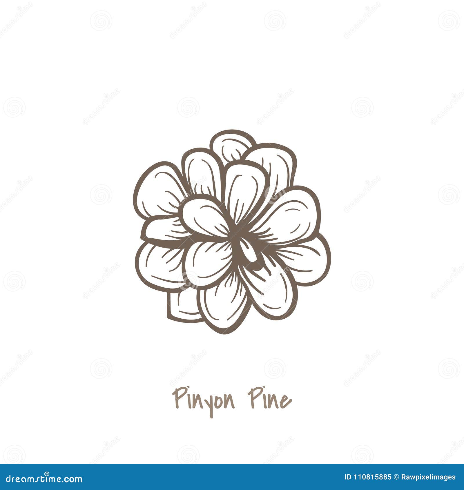 Illustration of Pinyon Pine Isolated Stock Illustration - Illustration ...