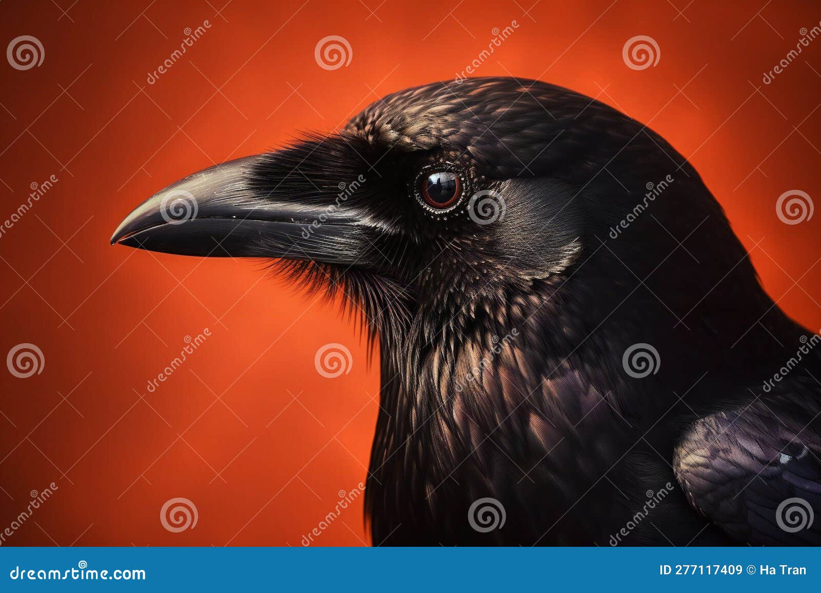 Portrait of a Black Crow on a Red Background, Close-up Stock ...