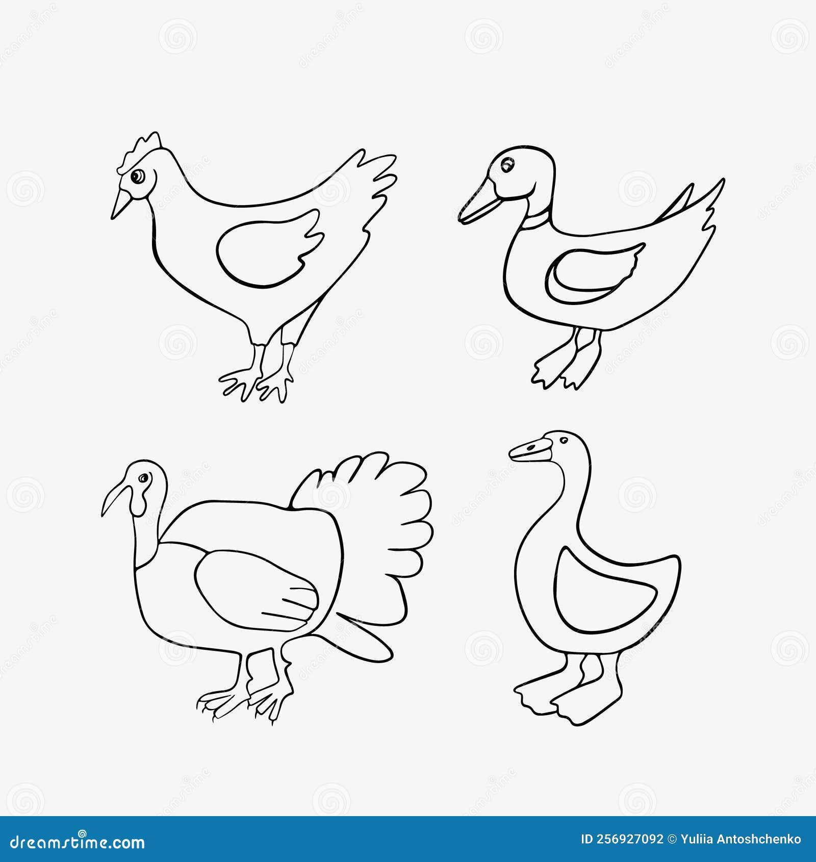 Illustration of poultry. stock vector. Illustration of chicken - 256927092