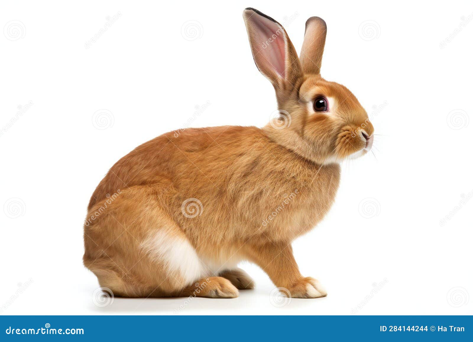 Rabbit Isolated on a White Background, Easter Bunny on a White ...