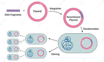 Illustration of Recombinant DNA Technology on White Background ...