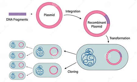 Illustration of Recombinant DNA Technology on White Background ...