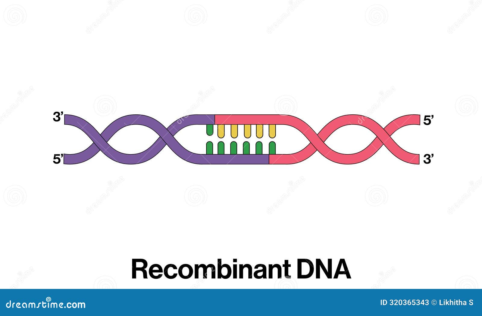 Illustration of Recombinant DNA on White Background Demonstrating ...