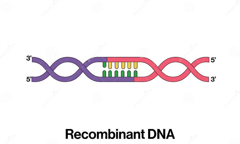 Illustration of Recombinant DNA on White Background Demonstrating ...