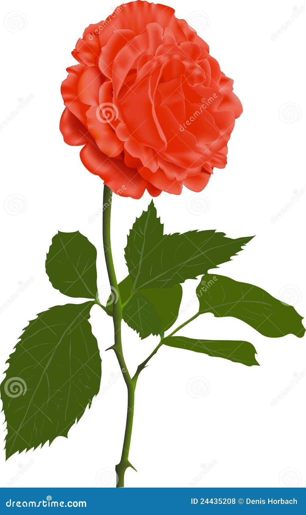 Illustration of a red rose stock vector. Illustration of beauty - 24435208