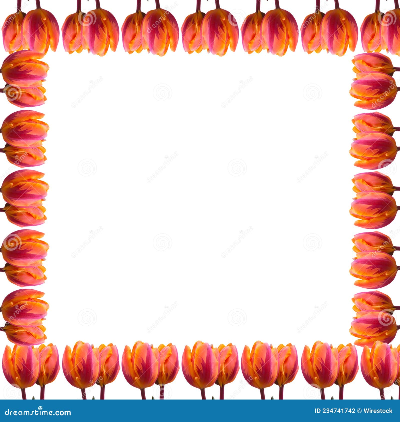 Illustration of a Red Tulip Floral Border Frame with Space for Text in ...