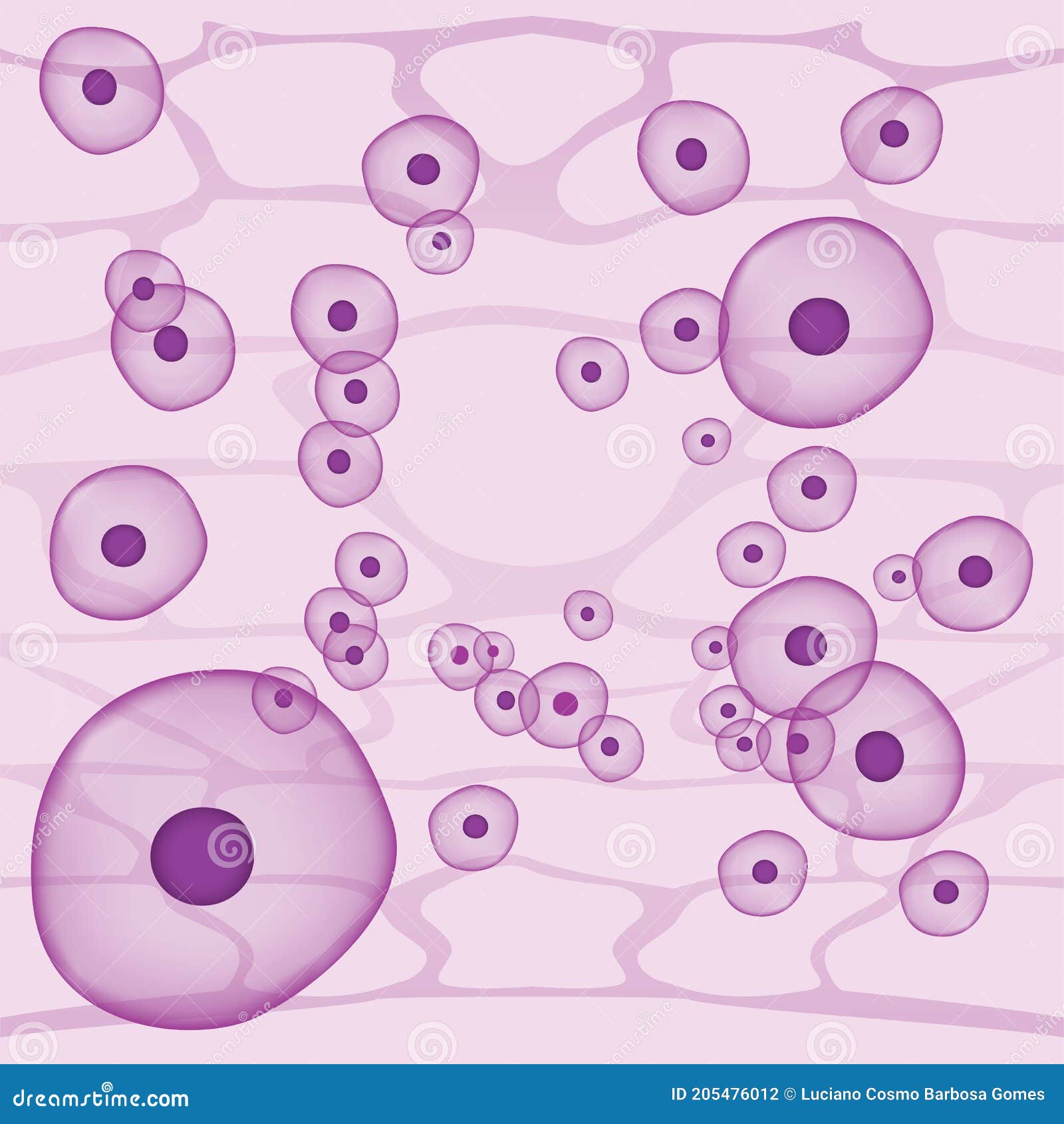 The Structure Of The Egg Ovum Anatomy Vector Illustration On Isolated