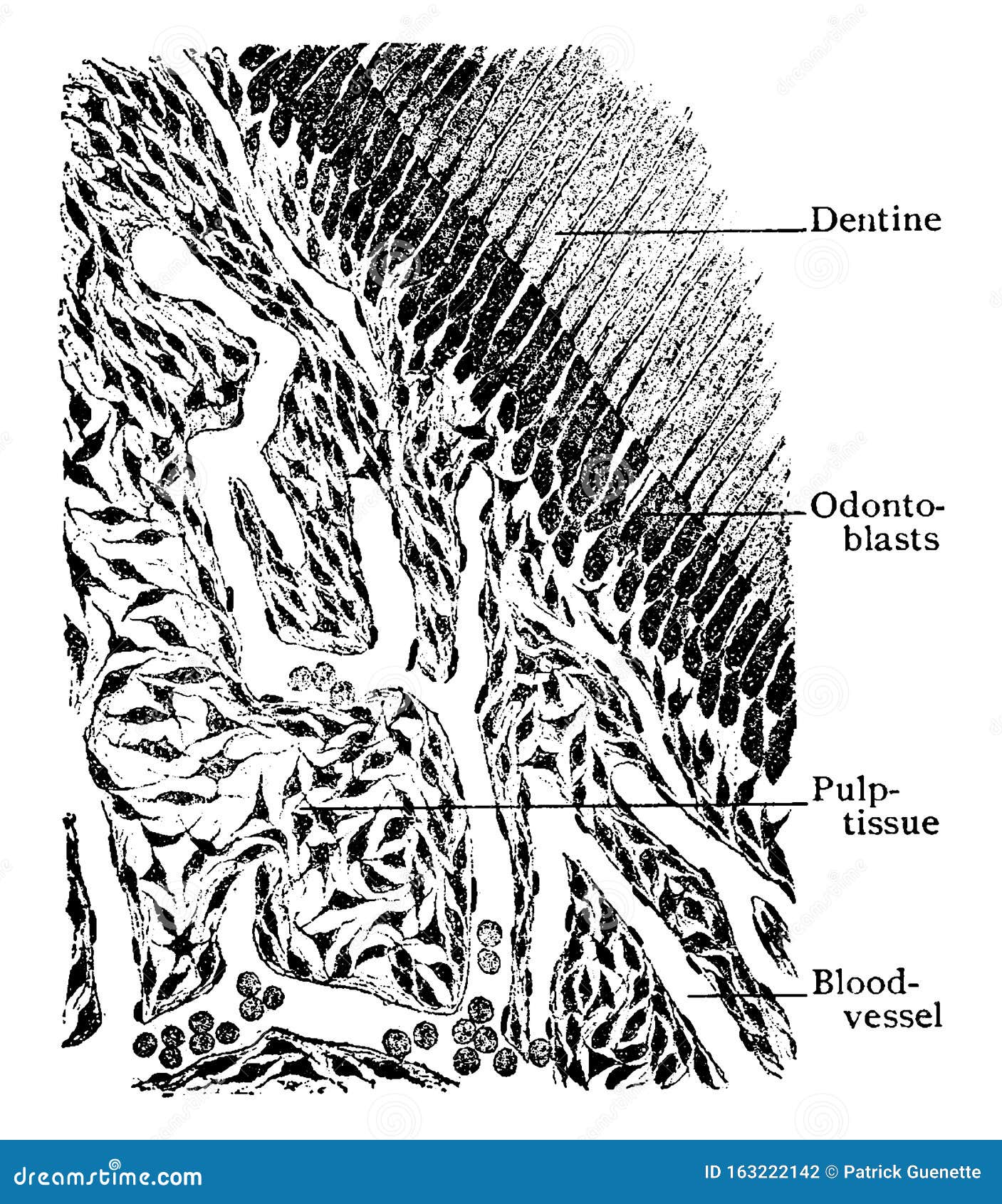 This Illustration Represents Section Of Pulp Tissue Of Tooth, Vintage ...