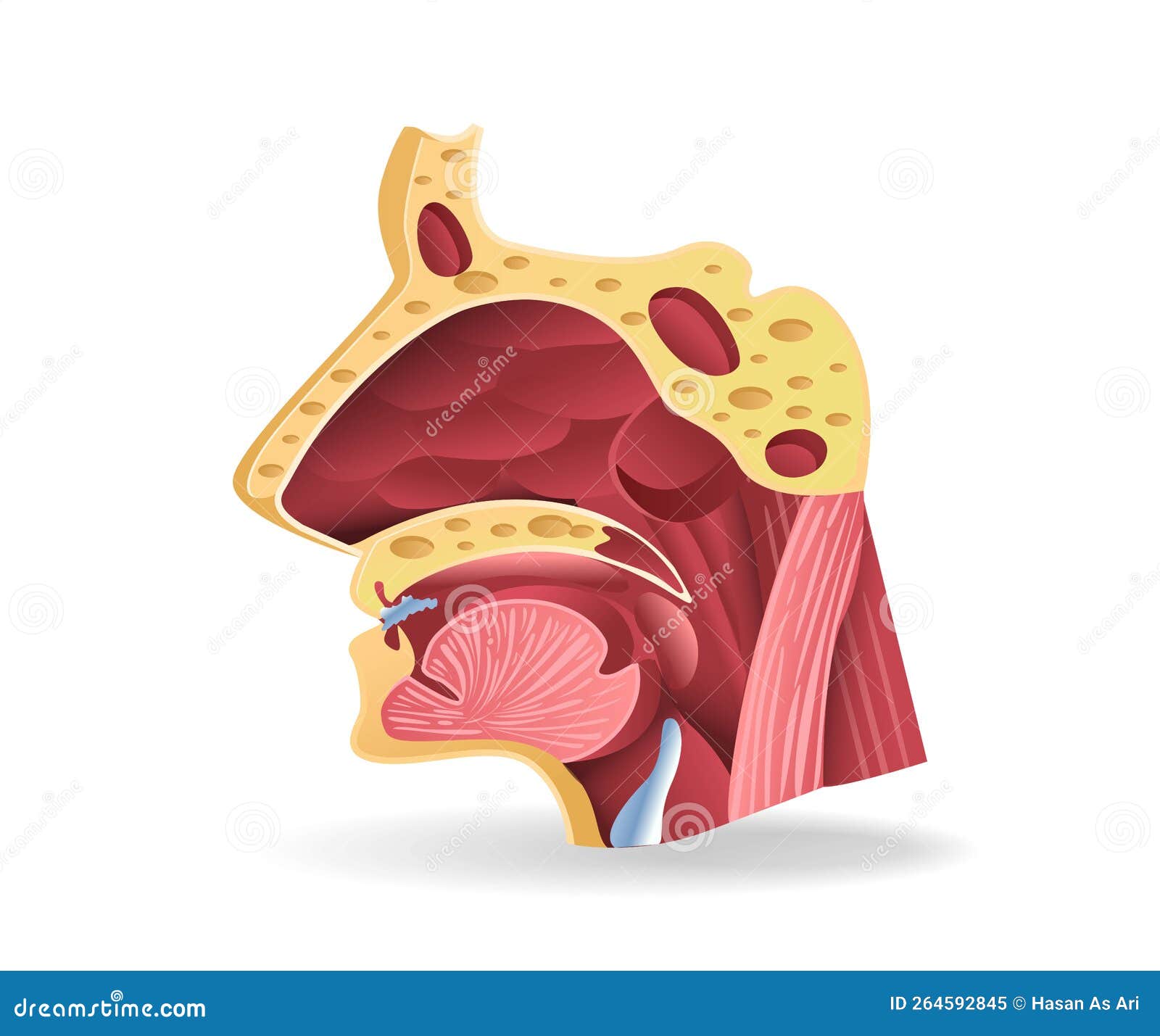 Illustration of Respiratory Tract Face Section Anatomy Concept Stock ...