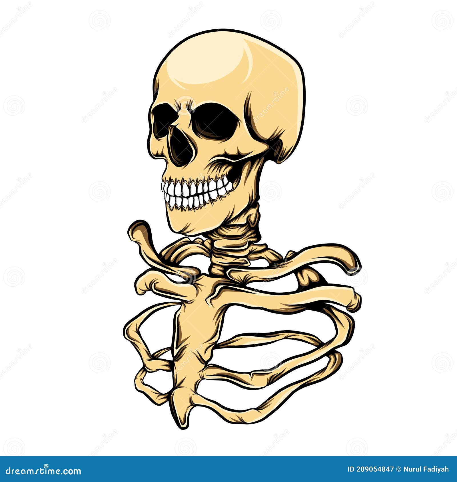 The Rib and Skull Head of the Human with the Realistic Color Stock ...