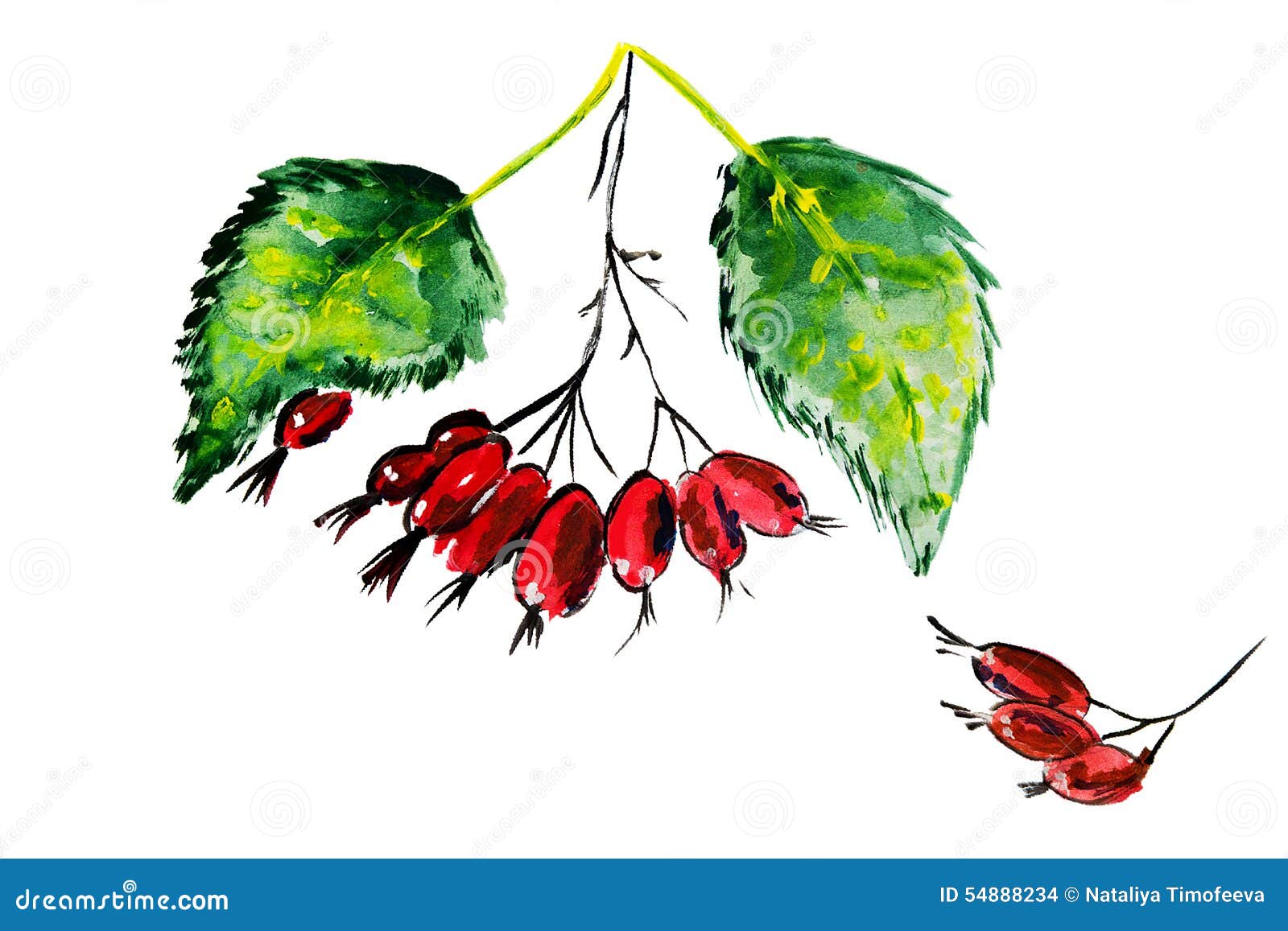 Illustration of Ripe Red Berries Stock Illustration - Illustration of ...