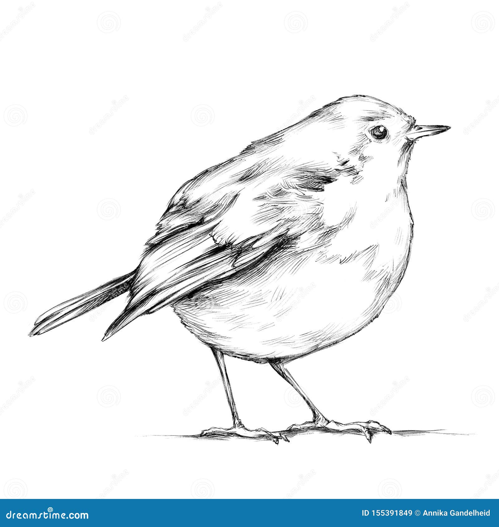 Robin, songbird stock illustration. Illustration of drawn - 155391849