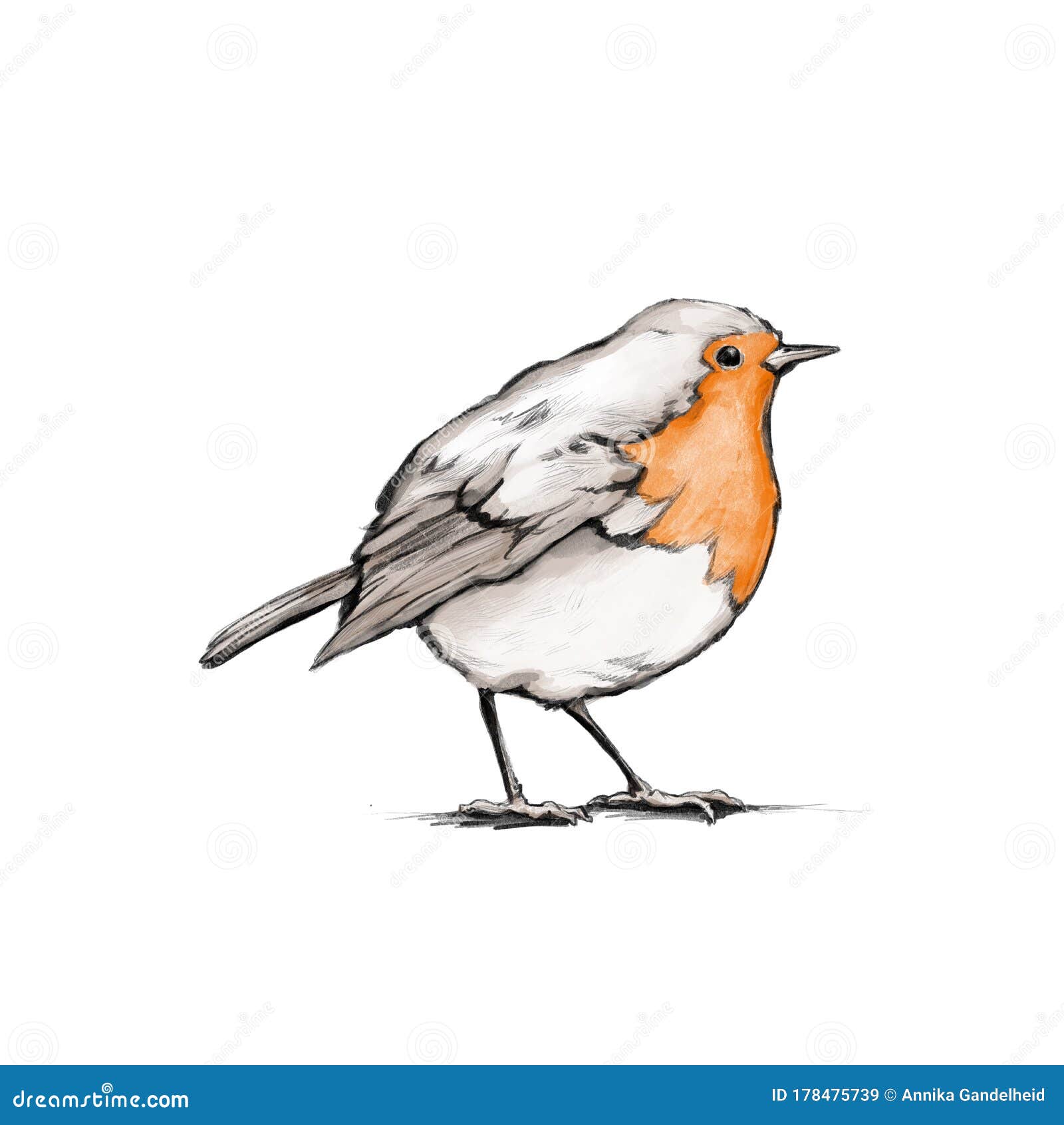 Robin in watercolor stock illustration. Illustration of nature - 178475739