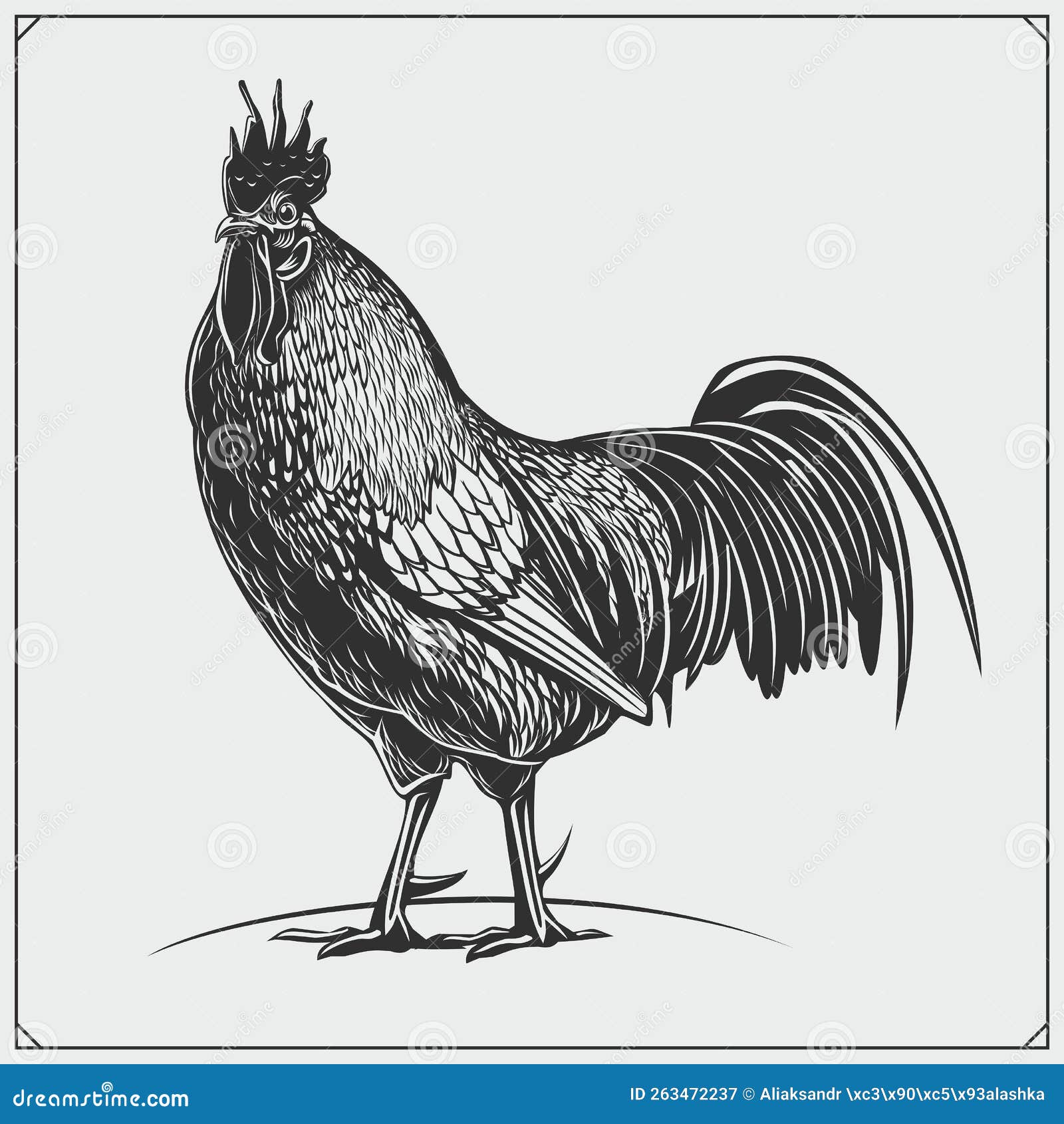 Illustration of rooster. stock vector. Illustration of fresh - 263472237