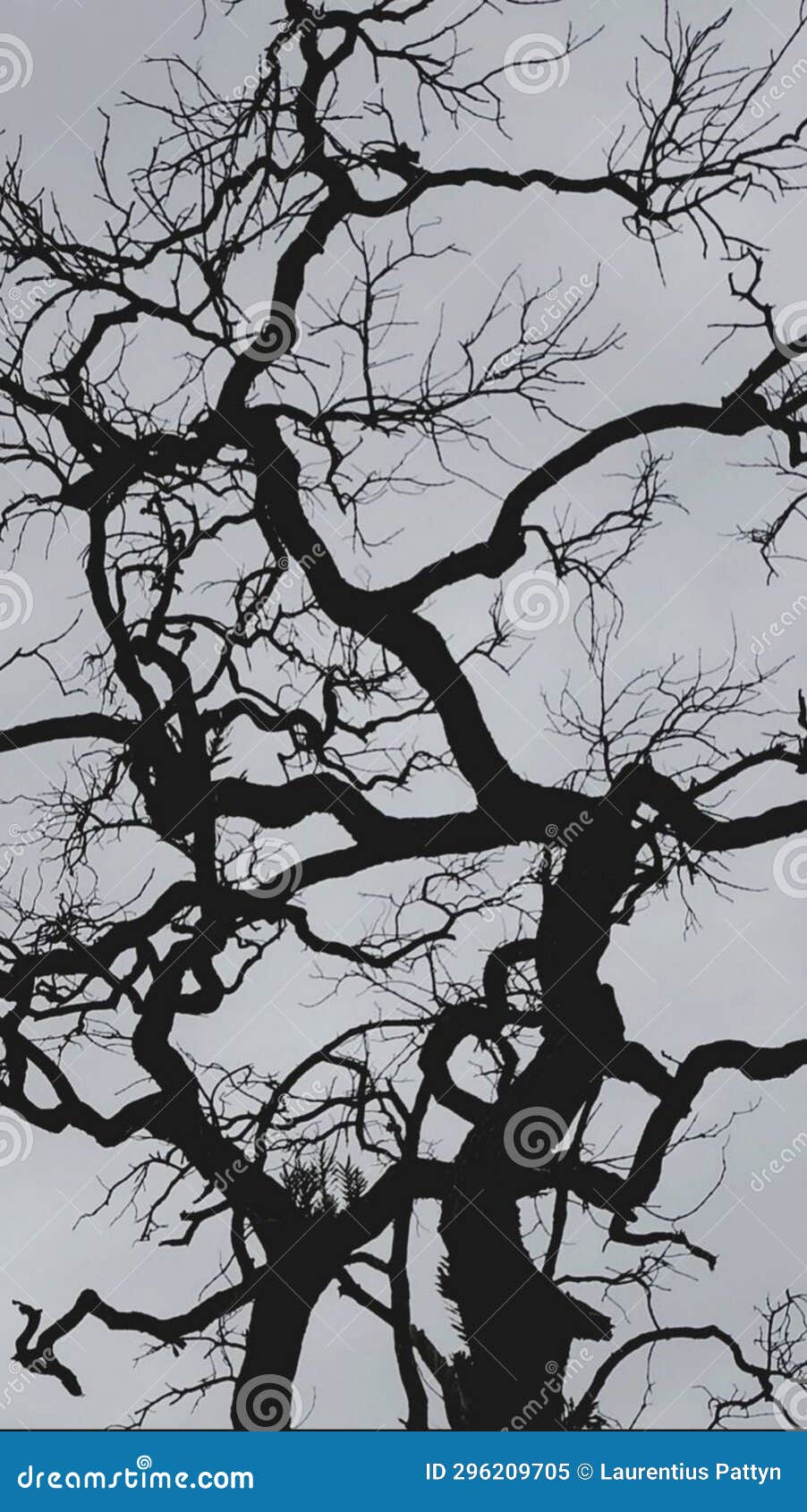 Scary Branch Silhouette on Back Light Stock Image - Image of autumn ...