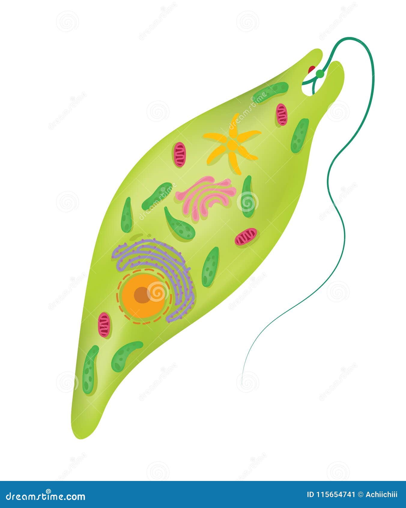 TheÂ structure of Euglena stock vector. Illustration of anatomy - 115654741