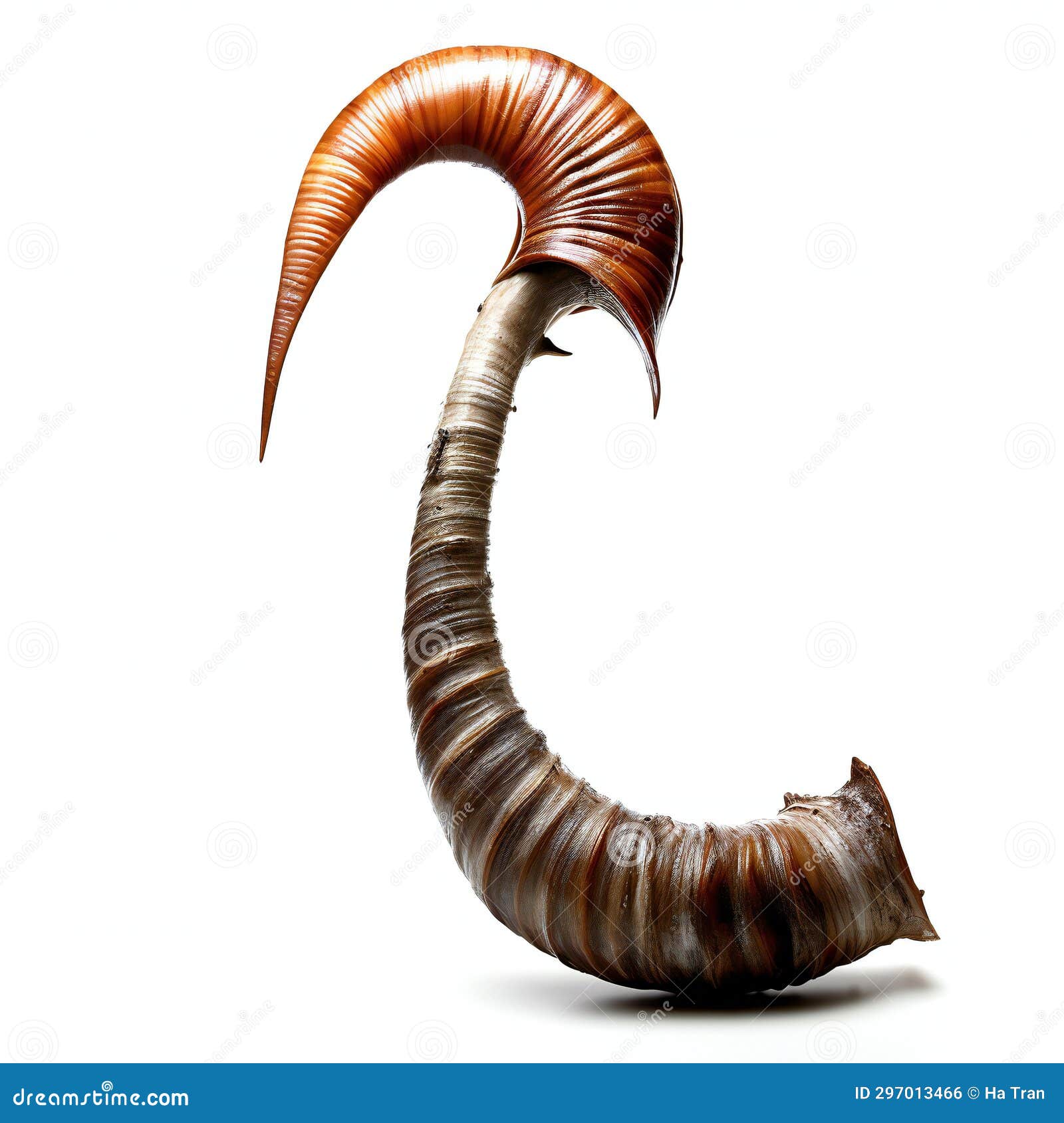 A Scorpion Tail Isolated on White Background Stock Illustration ...
