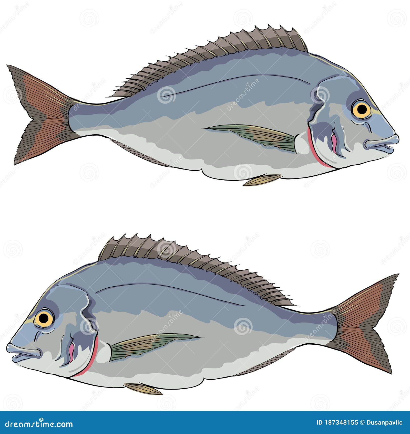 Illustration of Sea Bream Fish in Pairs Stock Vector - Illustration of ...
