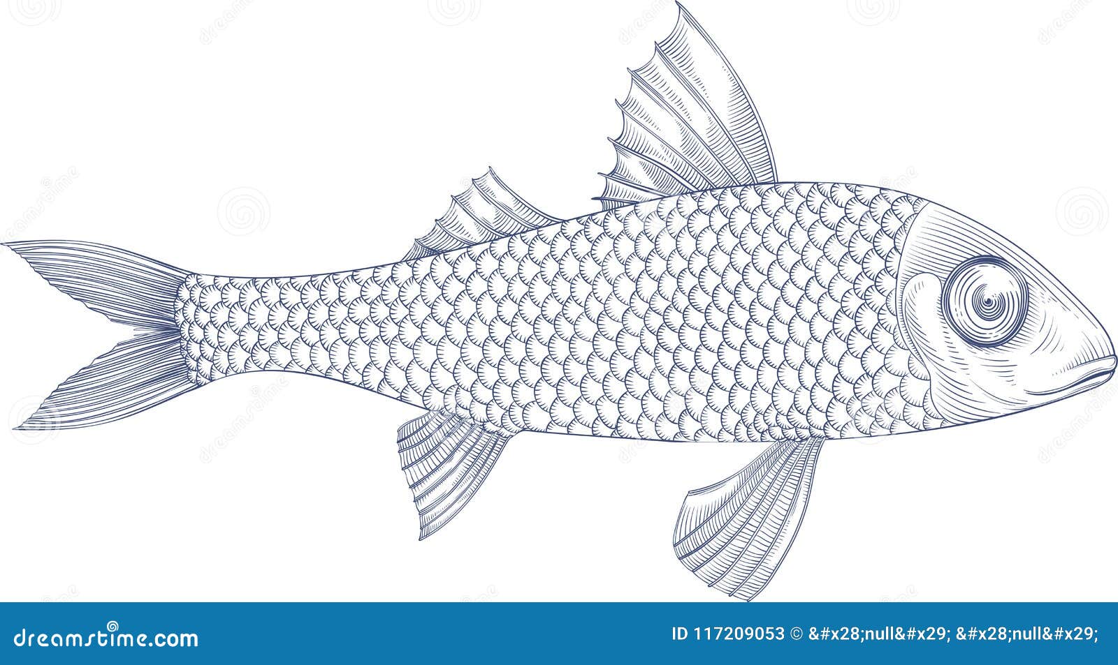 Illustration of Sea Fish Mullet Stock Vector - Illustration of white ...