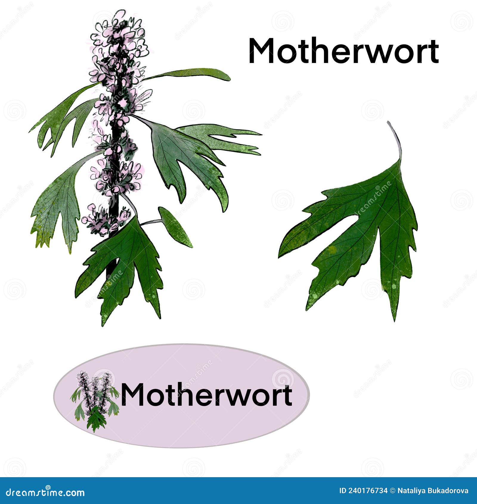Motherwort Sketch Vector Illustration. Leonurus Cardiaca ...
