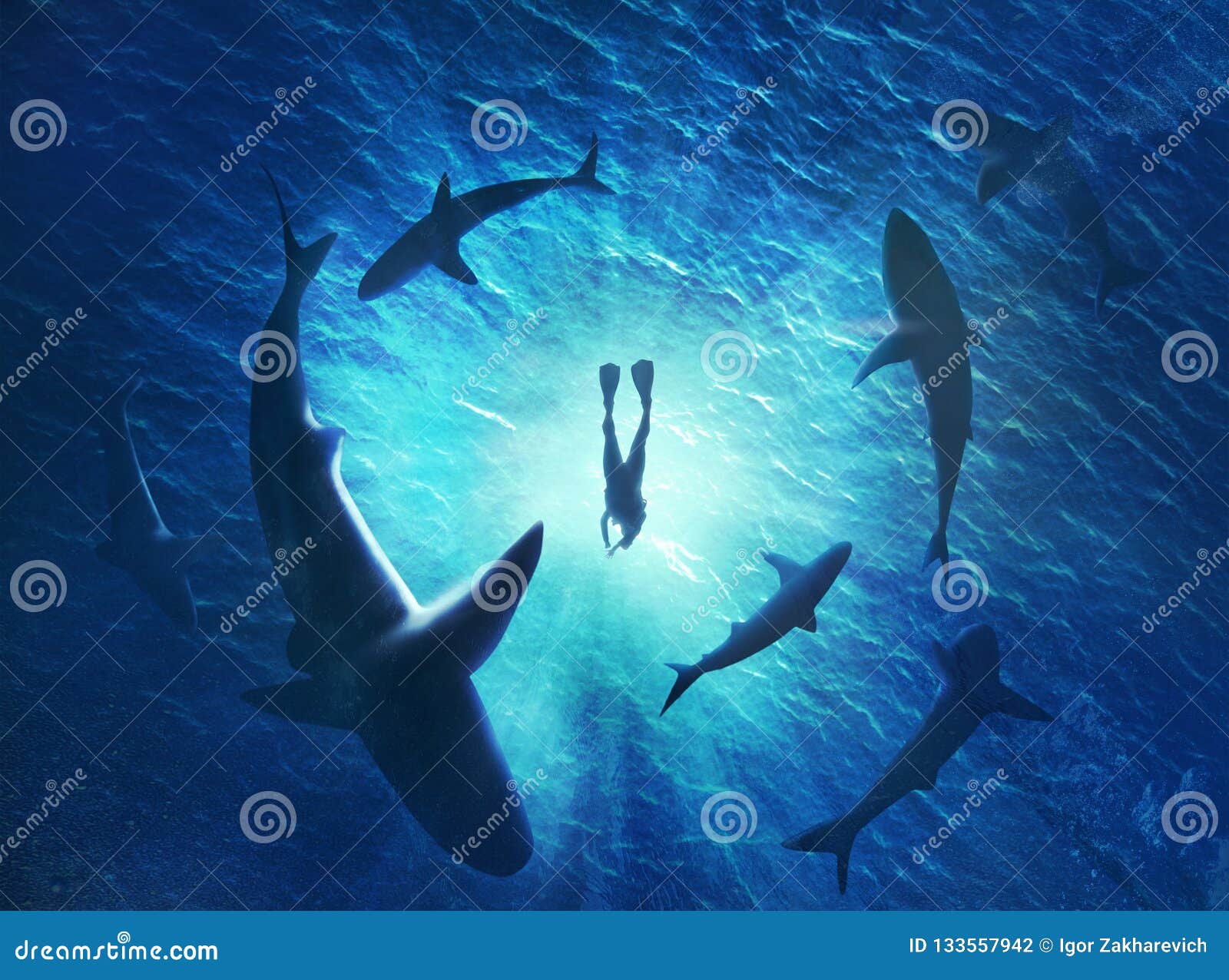 Circle Sharks Stock Photos - Free & Royalty-Free Stock Photos from ...