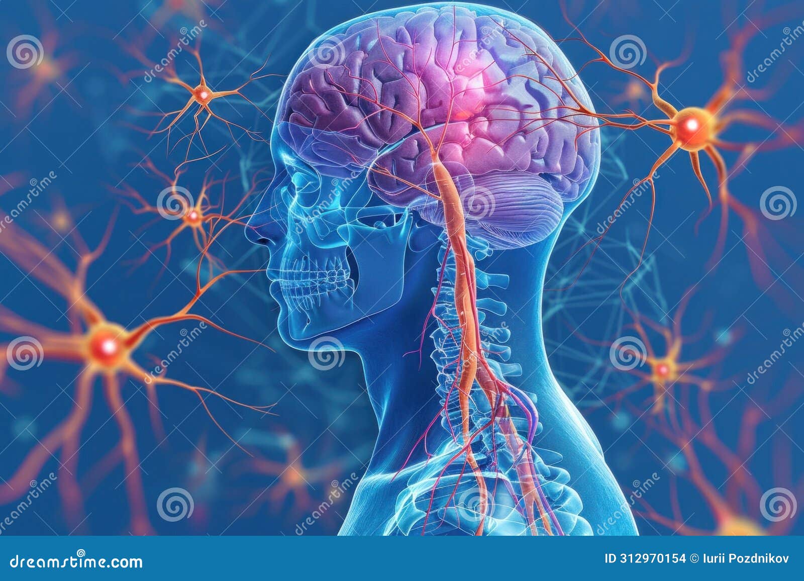 In-Depth Anatomy Illustration of Human Brain and Nervous System with ...