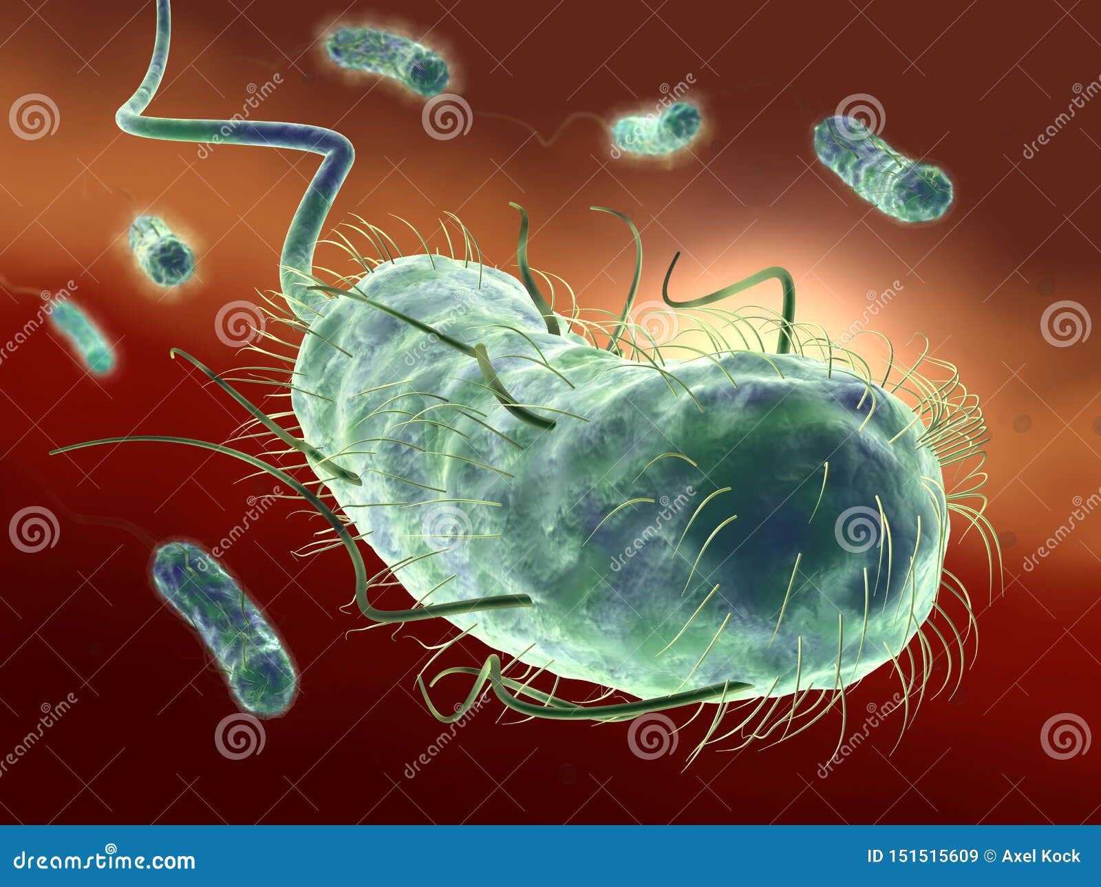 Escherichia Coli Bacteria E Coli Medically Accurate 3d Illustration Labeled Royalty Free