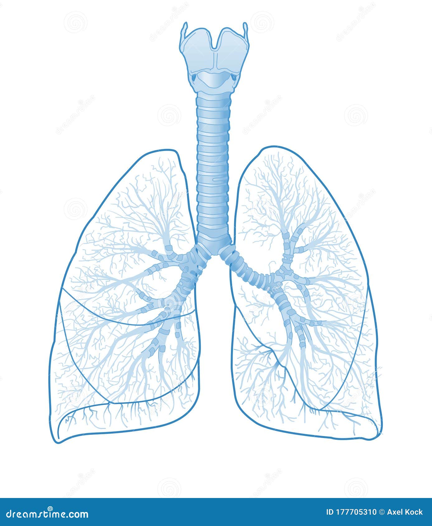 Lungs Anatomy Medical Vector Illustration Diagram Set With Lung Lobes ... Lungs Anatomy Medical Vector Illustration Diagram Set With Lung Lobes ...