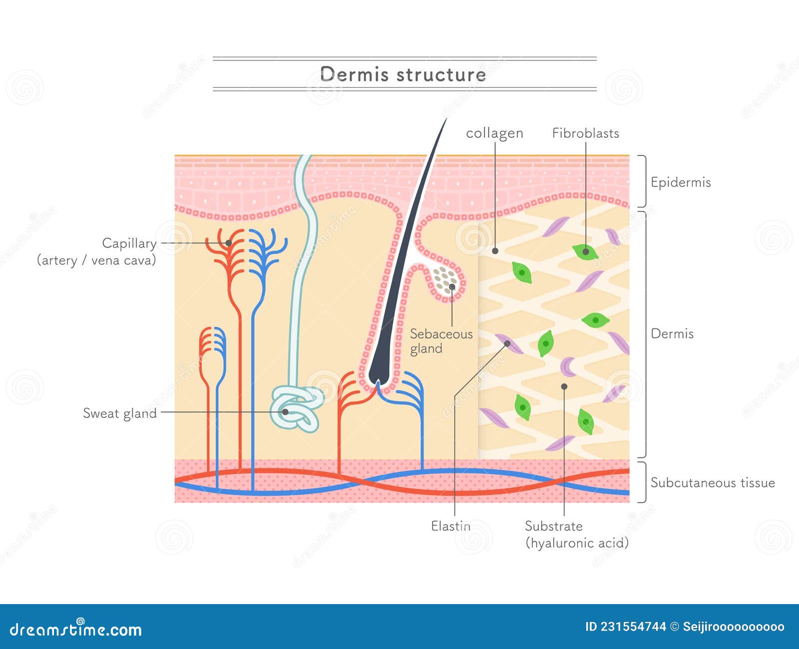 Illustration Showing the Structure of the Dermis.English Notation Stock ...