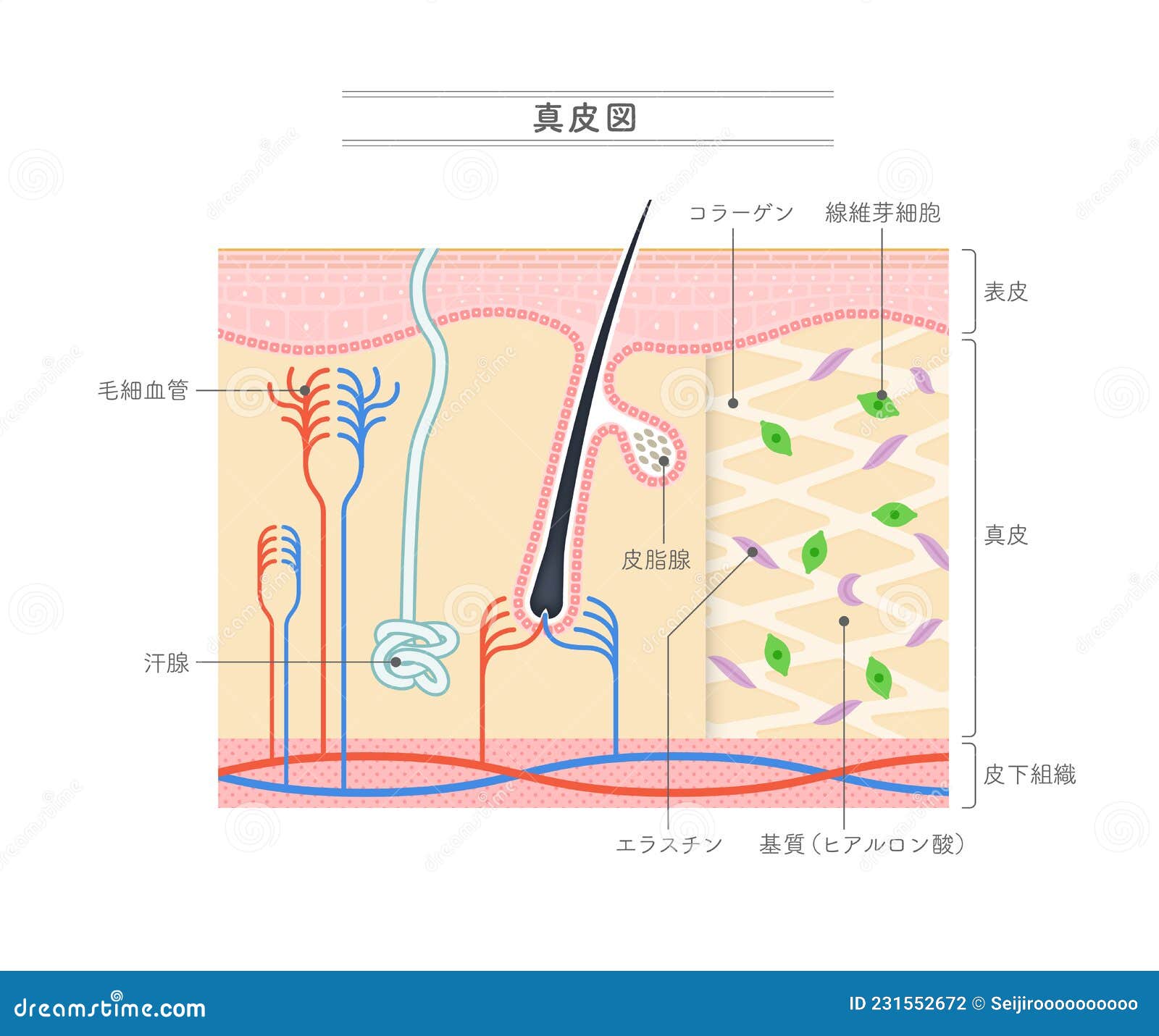 Illustration Showing the Structure of the Dermis.Japanese Notation ...