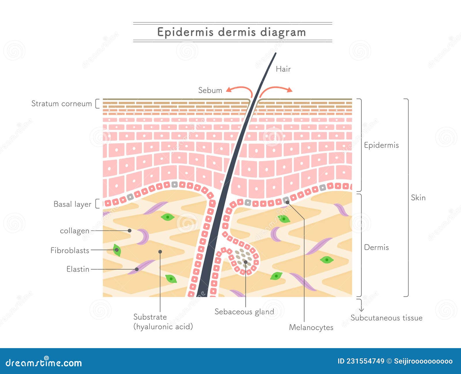 Illustration Showing the Structure of the Epidermis and Dermis.English ...