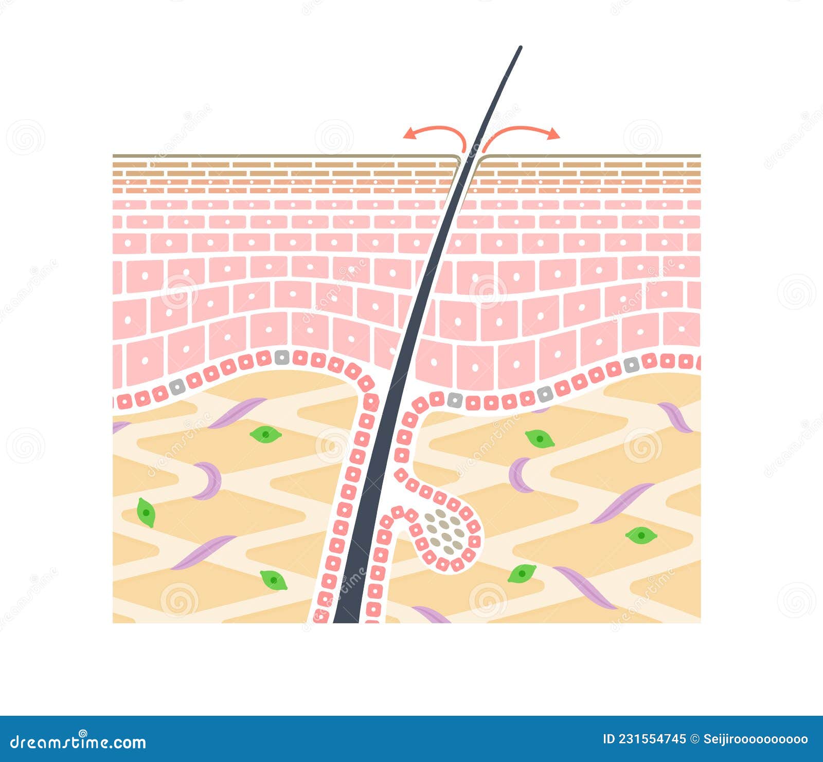 Anatomy Of The Epidermis Of The Skin Stock Vector