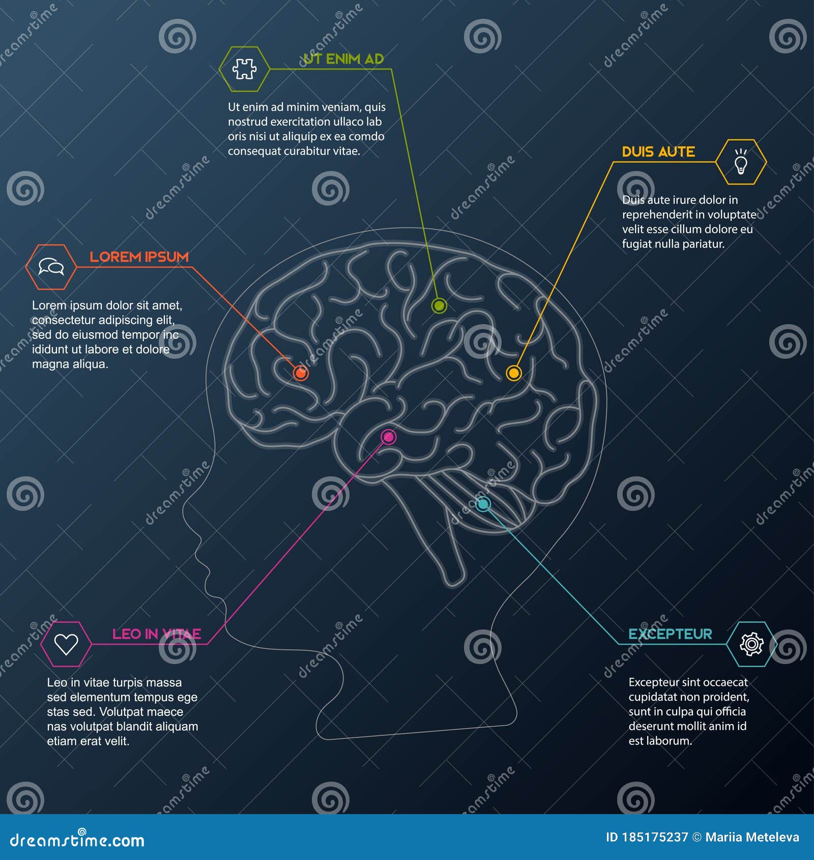 Illustration Showing the Structure of the Human Brain. Brain Zone ...