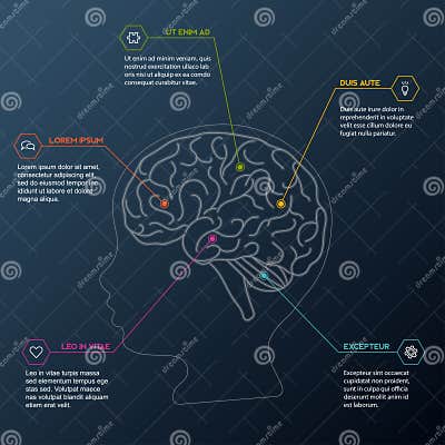 Illustration Showing the Structure of the Human Brain. Brain Zone ...
