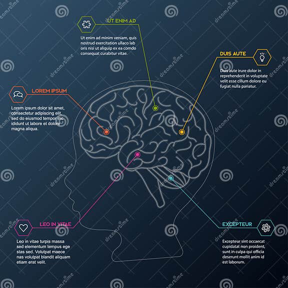 Illustration Showing the Structure of the Human Brain. Brain Zone ...
