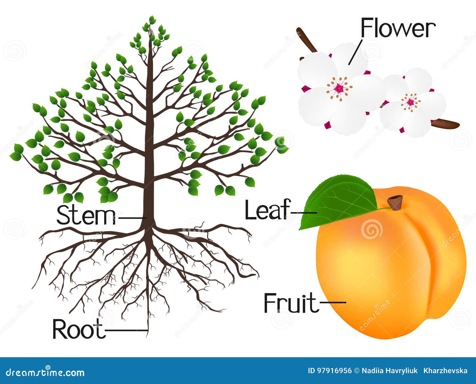The Illustration Shows Part of the Apricot Plants. Stock Vector ...