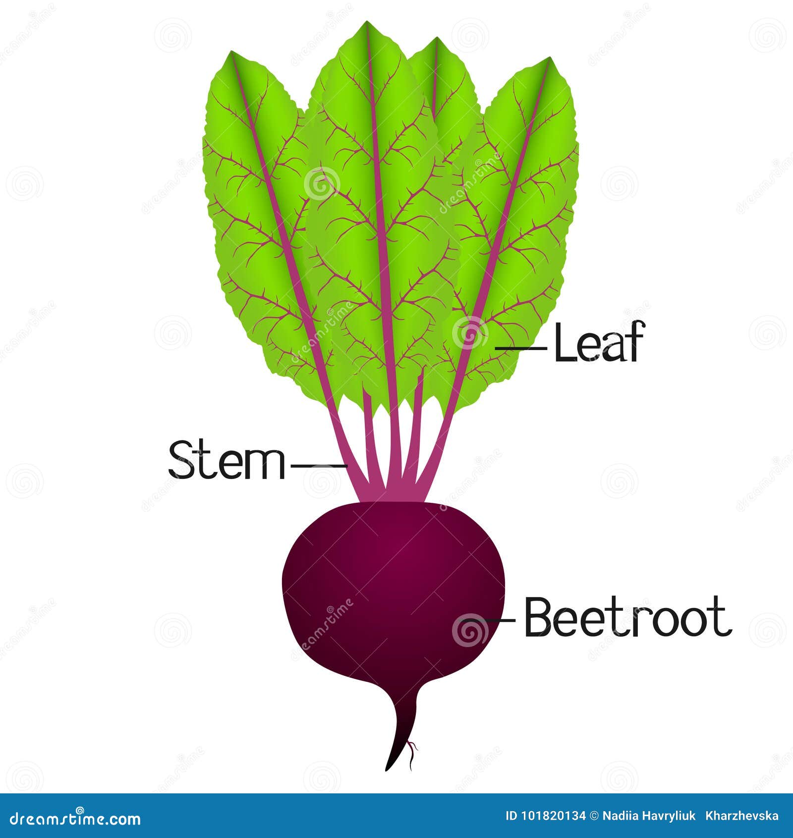 Red Beetroot Plant. Beet Taproot. Vector Illustration On White ...