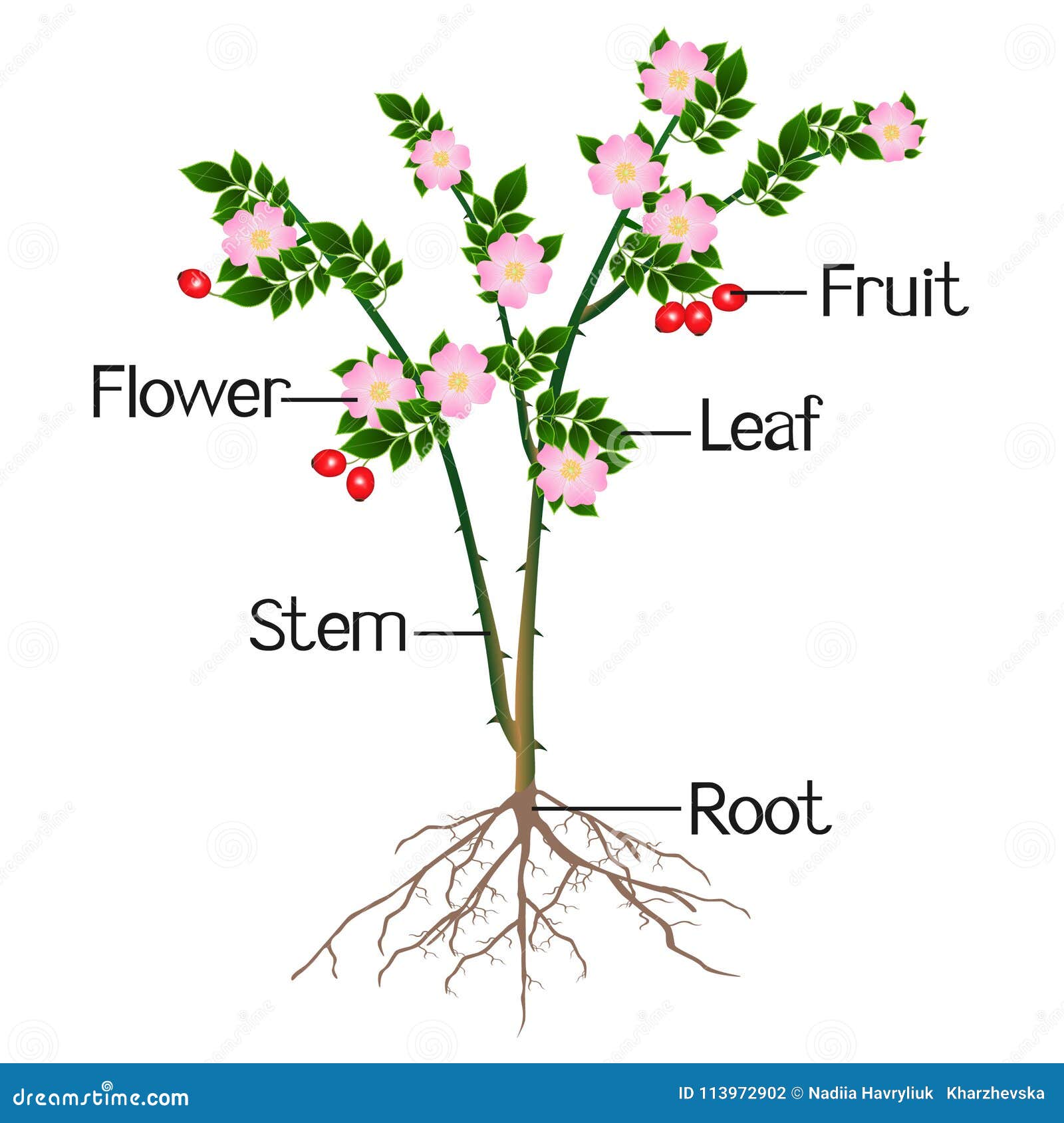 The Illustration Shows Part of the Rosehip of the Plant. Stock Vector ...