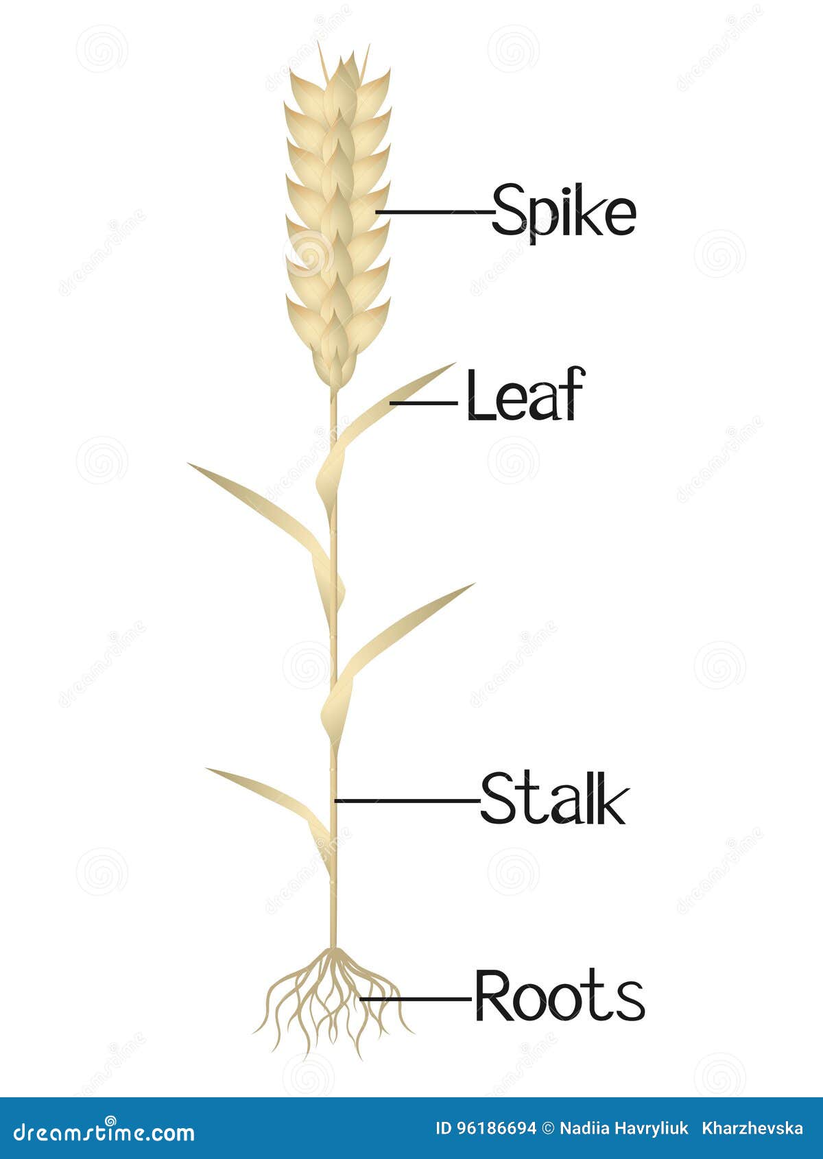 The Illustration Shows Parts of the Wheat Plant. Stock Vector ... The Illustration Shows Parts of the Wheat Plant. Stock Vector ...