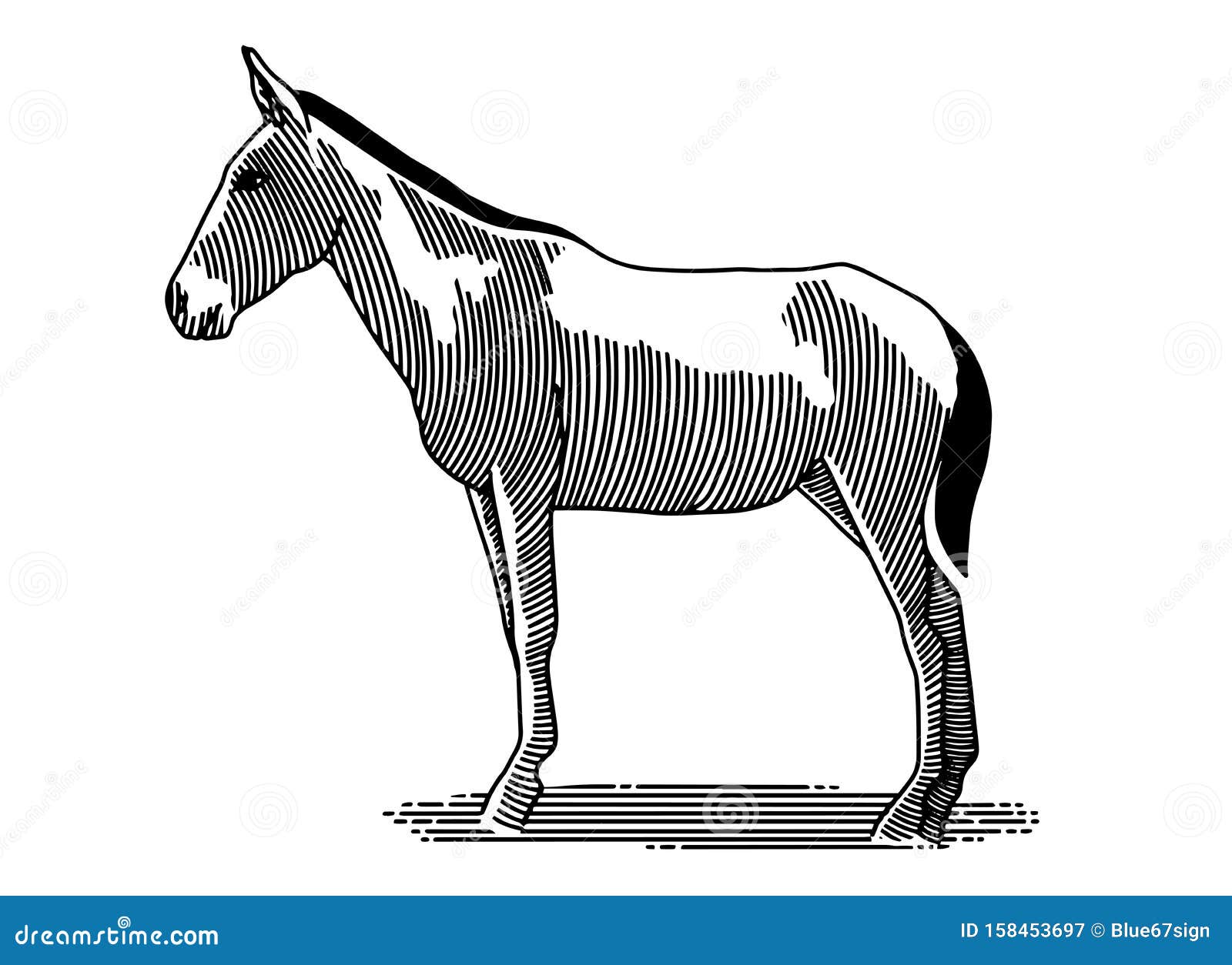 Mule stock vector. Illustration of mule, engraving, animal - 158453697