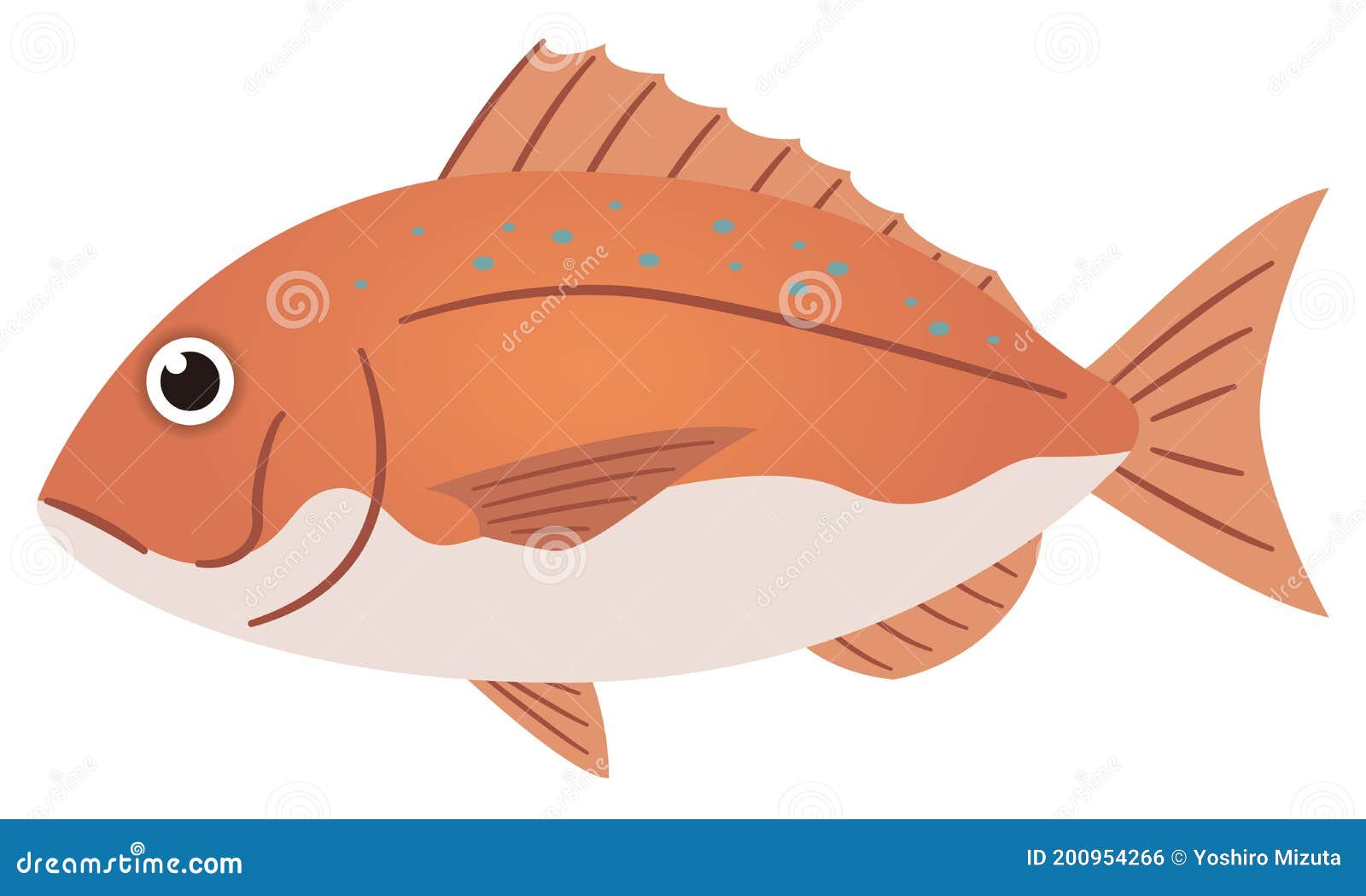 Illustration of a Simple Sea Bream on a White Background Stock Vector ...