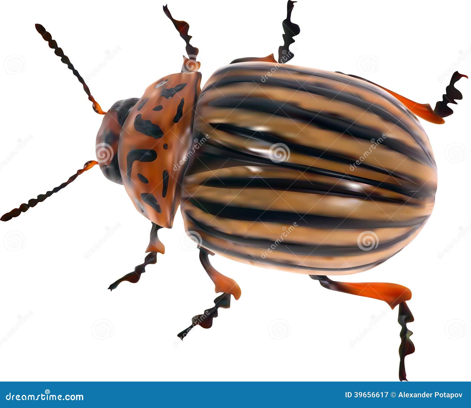 Colorado Potato Beetle Insect Development Stages. Egg, Larva, Pupa ...