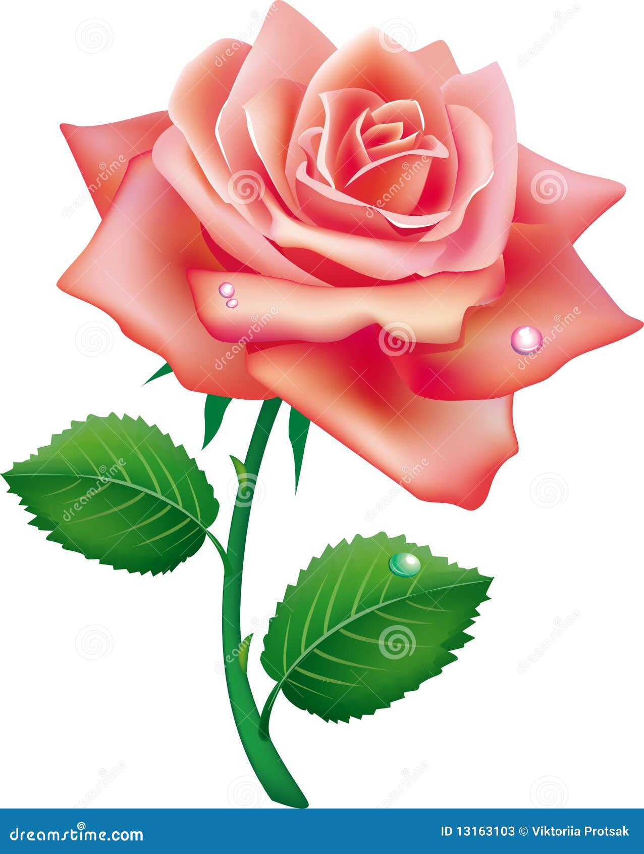Illustration of Single Rose Stock Vector - Illustration of delicate ...
