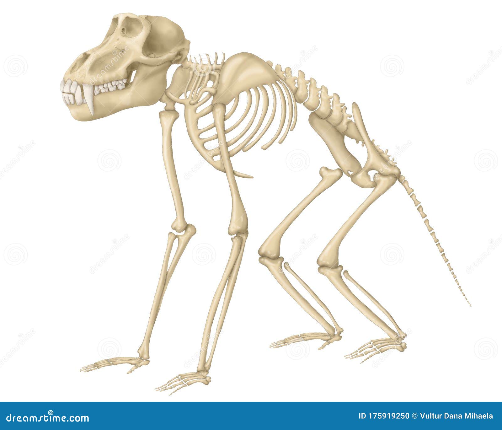 Baboon skeleton stock illustration. Illustration of white - 175919250