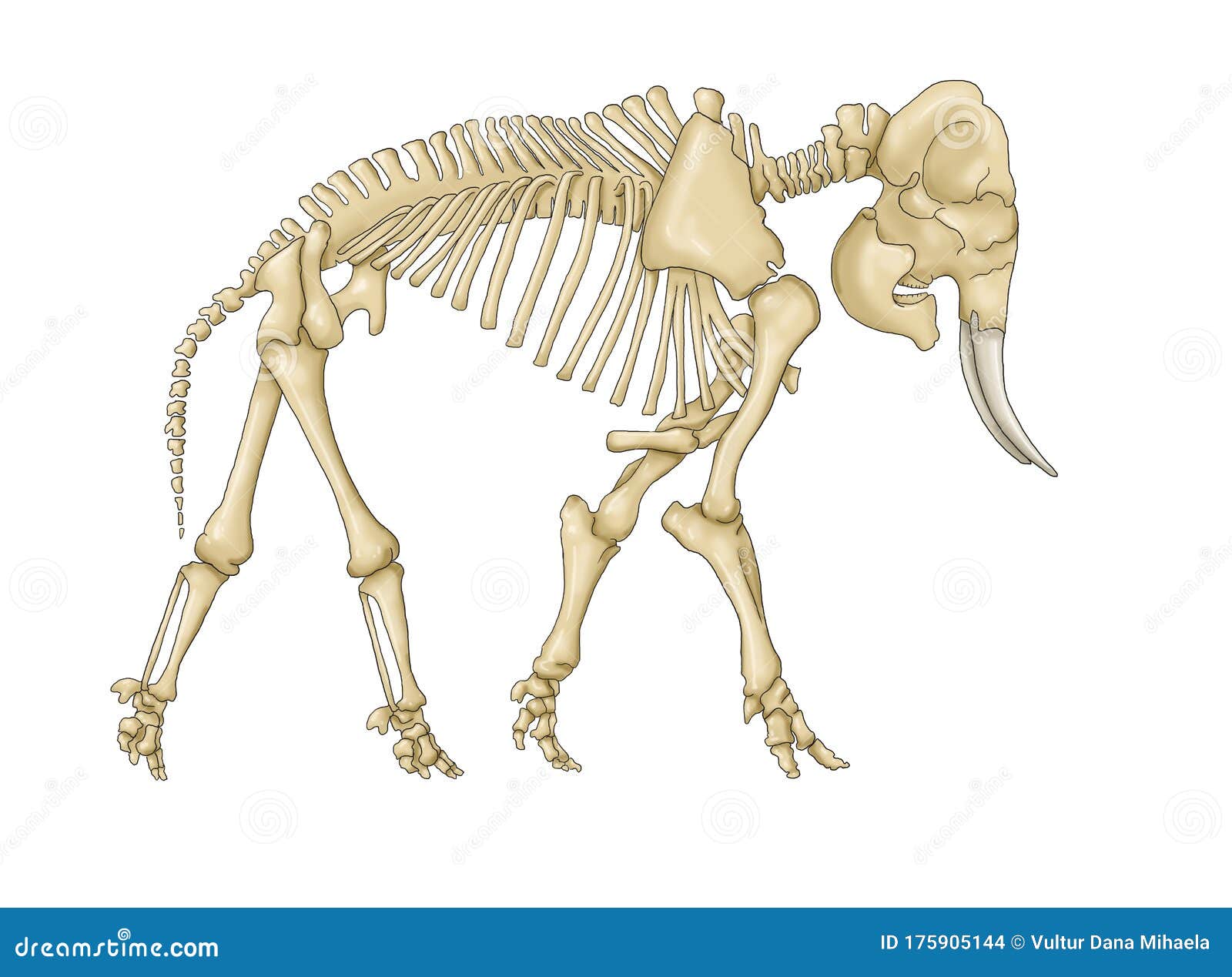 Elephant skeleton stock illustration. Illustration of biology - 175905144