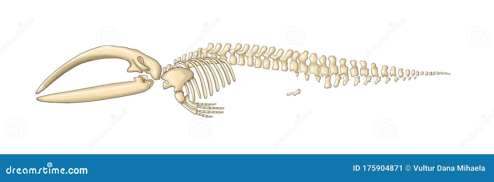 Whale Skeleton Pattern Seamless Cartoon. Skull Silhouette Underwater ...