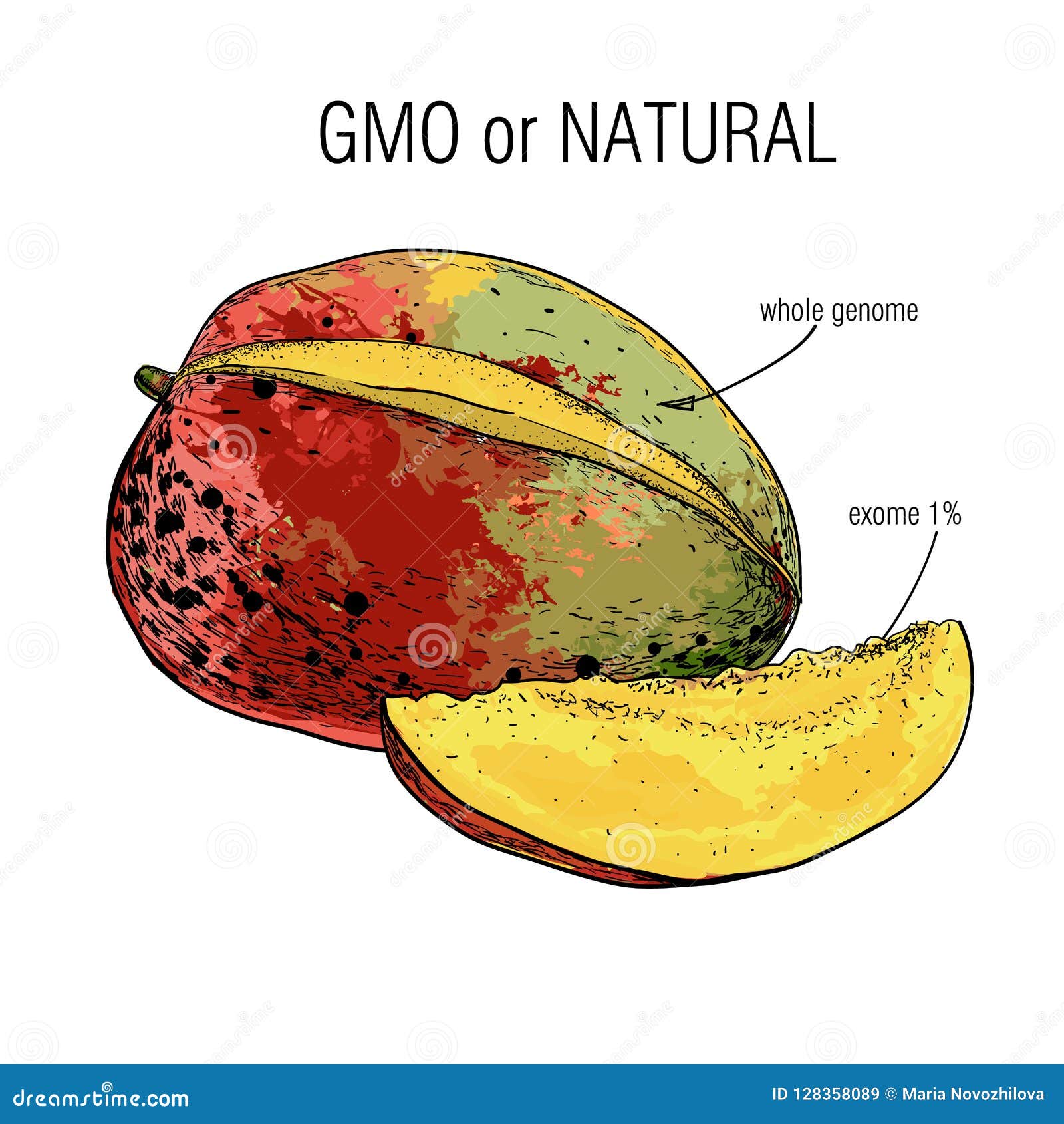 Illustration of Sketch Mango. Sample of Genome Isolation from the Whole ...