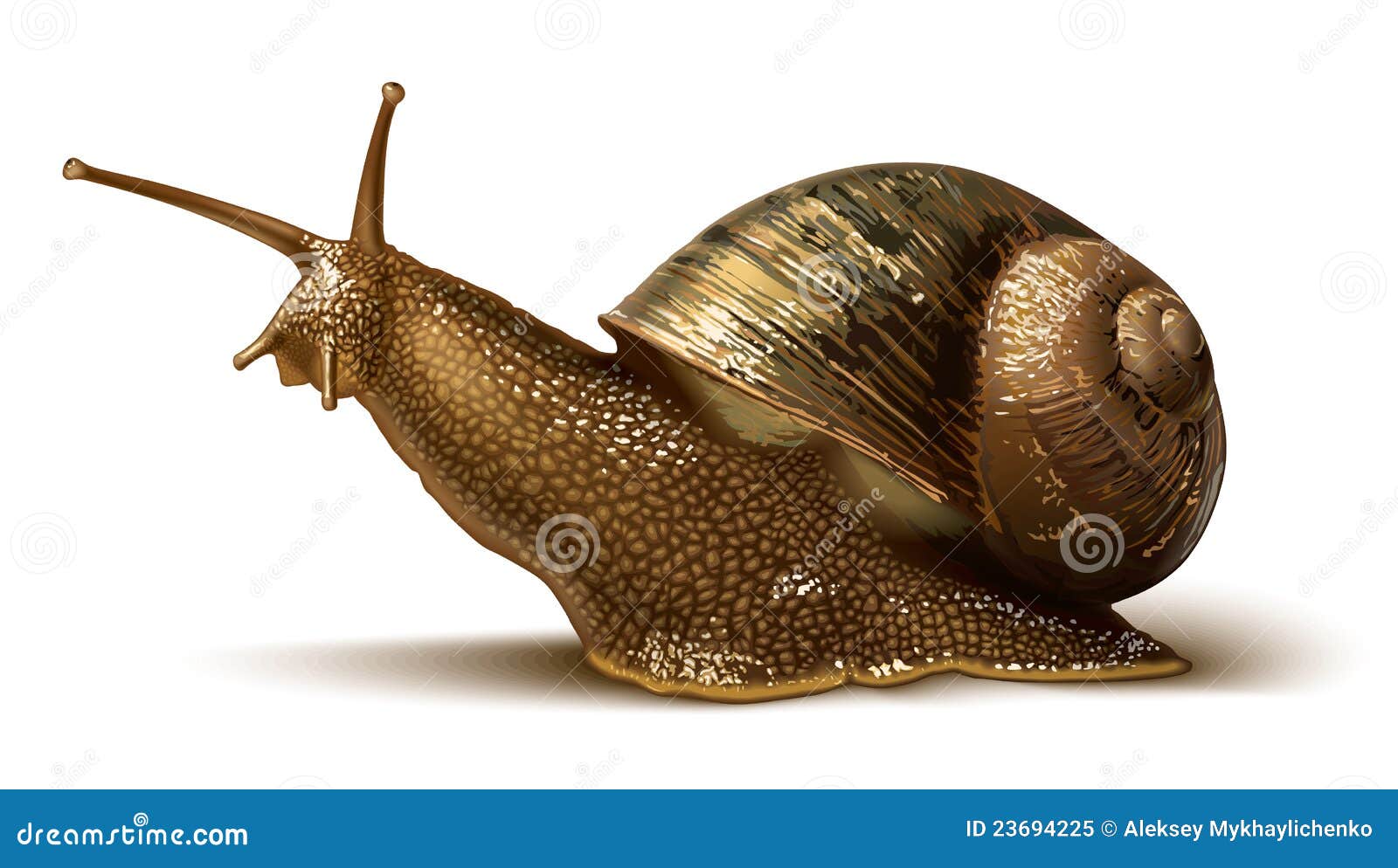 Illustration of a snail stock illustration. Illustration of shell ...