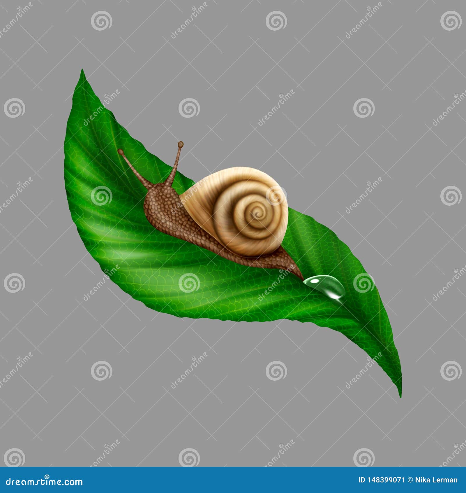 Snail On A Leaf Vector Illustration On A White Background, Line Art ...