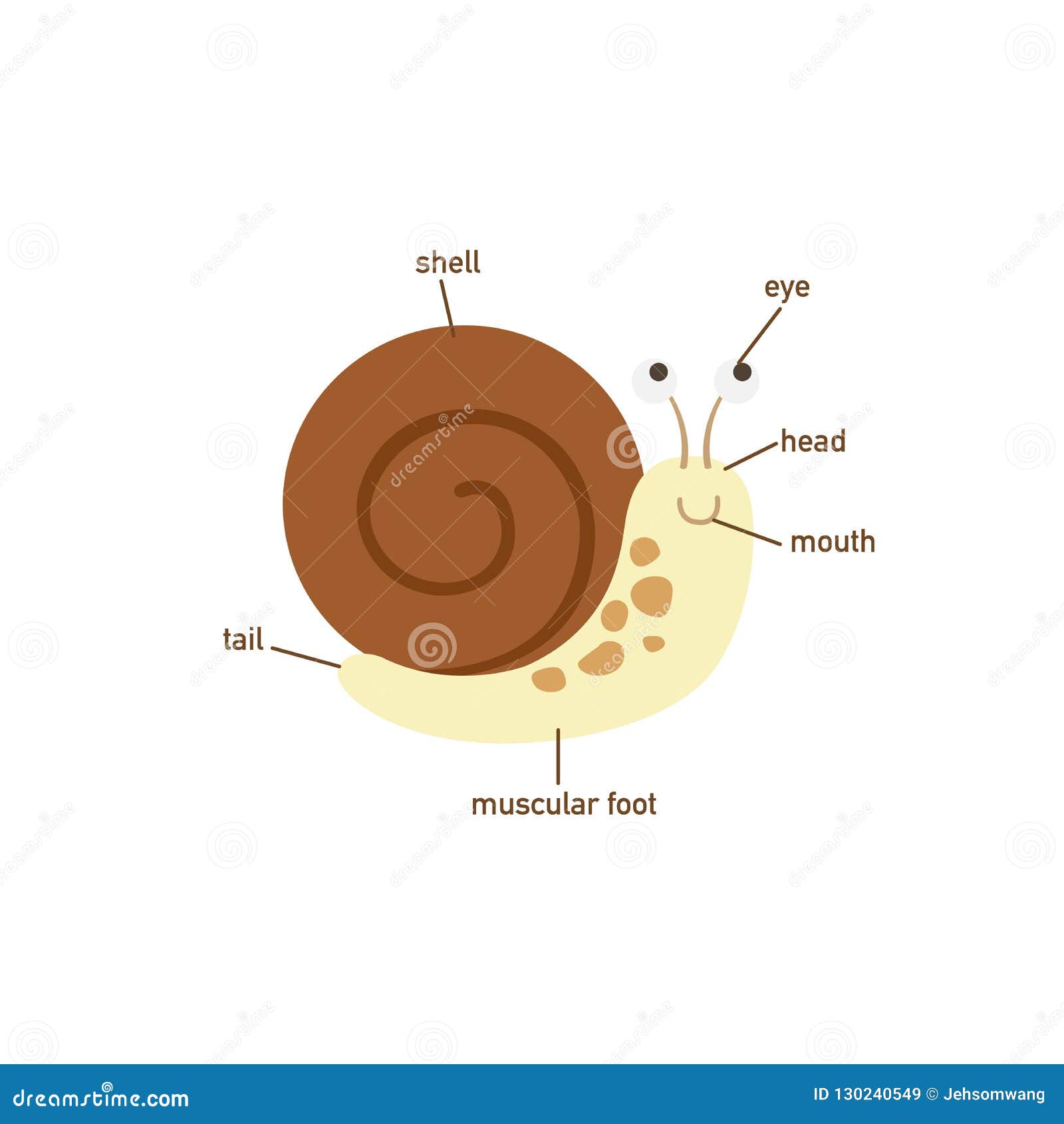 Snail Anatomy Royalty-Free Cartoon | CartoonDealer.com #49028621 Snail Anatomy Royalty-Free Cartoon | CartoonDealer.com #49028621
